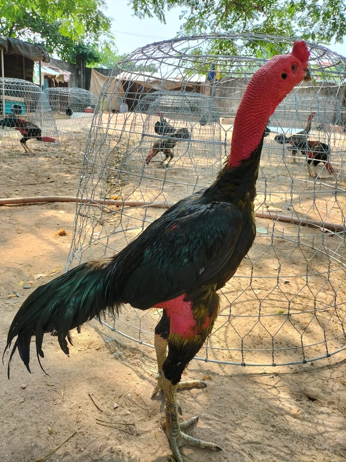 Gà nòi - Ganoi.net