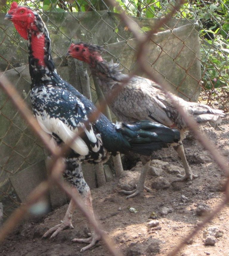 Gà nòi - Ganoi.net